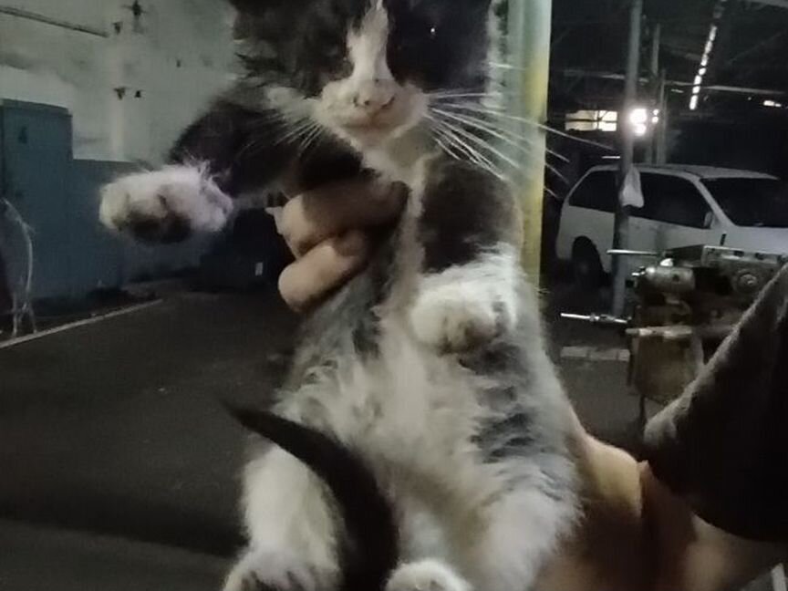 6 котят ищут дом