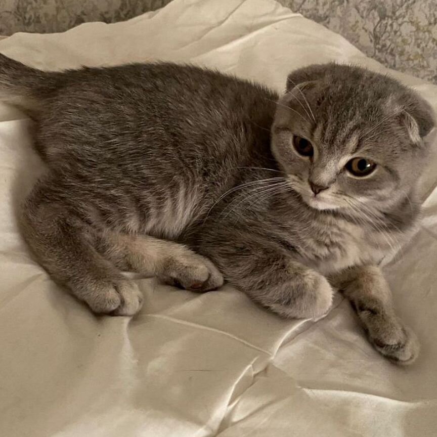 Шотландский вислоухий кот