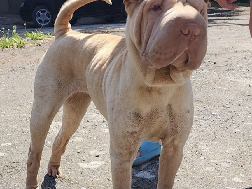 Собака в добрые руки