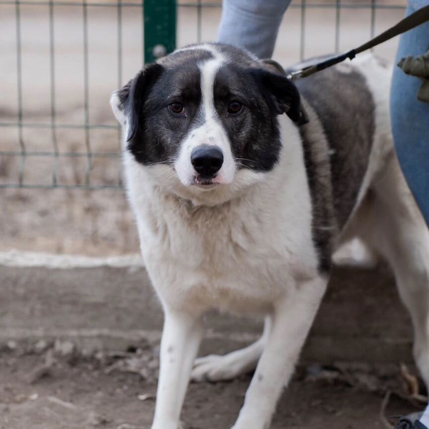 Собачка Аделина в поисках дома,в добрые руки