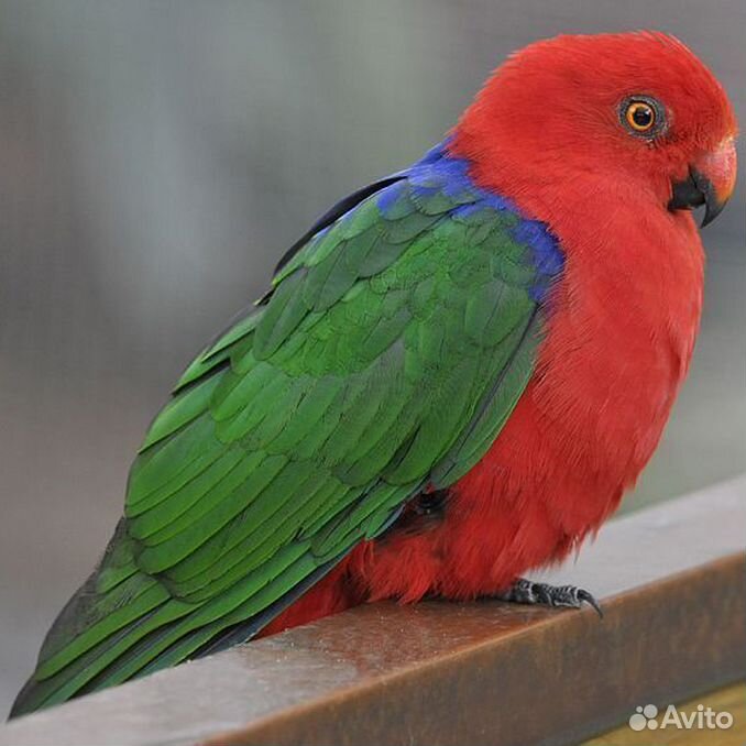 Королевский попугай