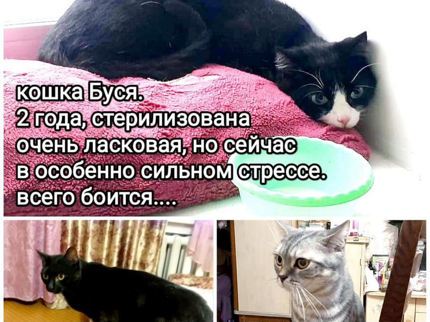 Кошки в поисках дома