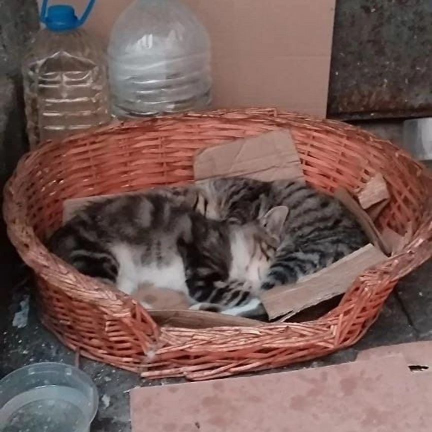 Котята ищут дом