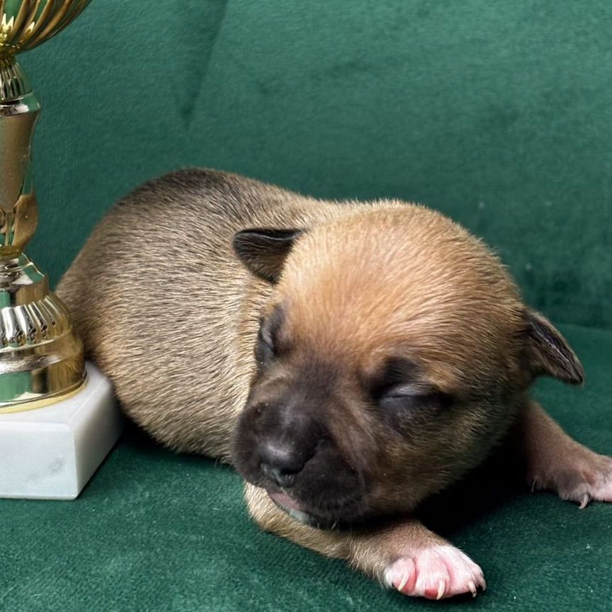 Американский стаффордширский терьер, щенок