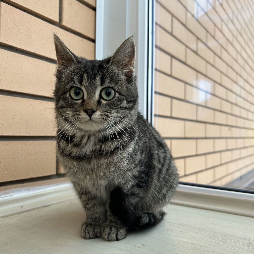 Котенок в добрые руки