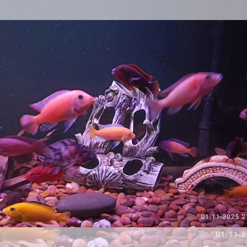 Малавийские цихлиды