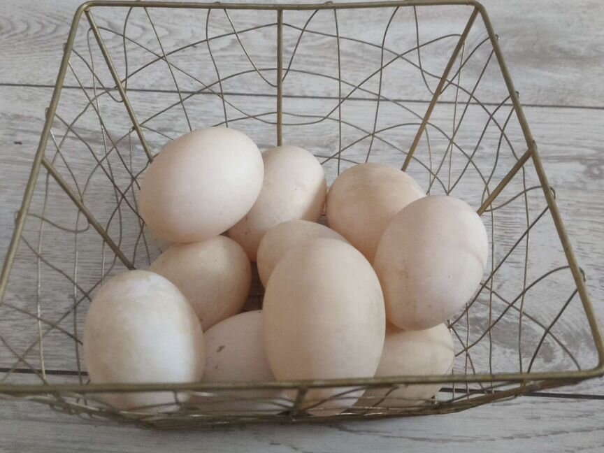 Инкубационное яйцо утки "Стар 53"