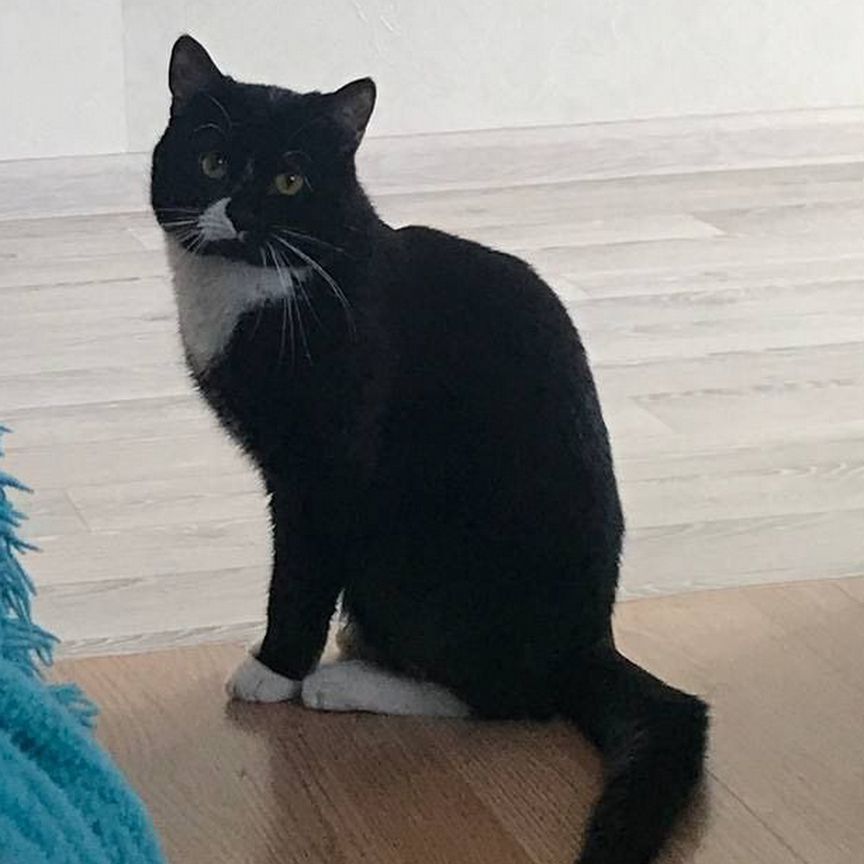 Отдам кота в добрые руки