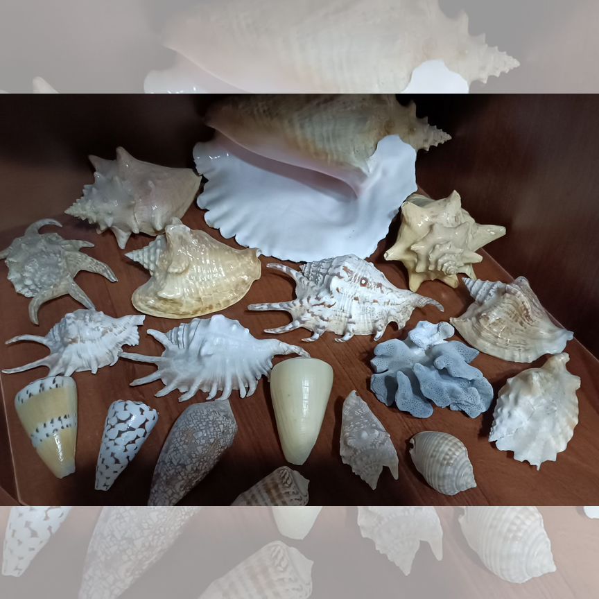 Ракушки морские и океатические