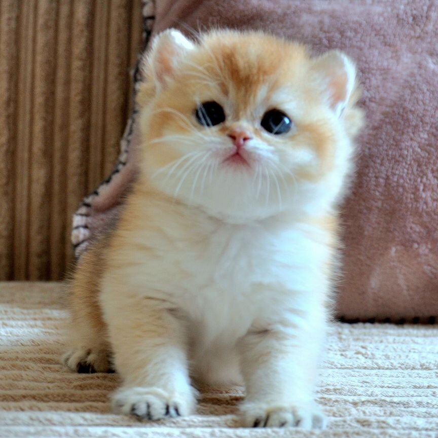 Котёнок золотая девочка