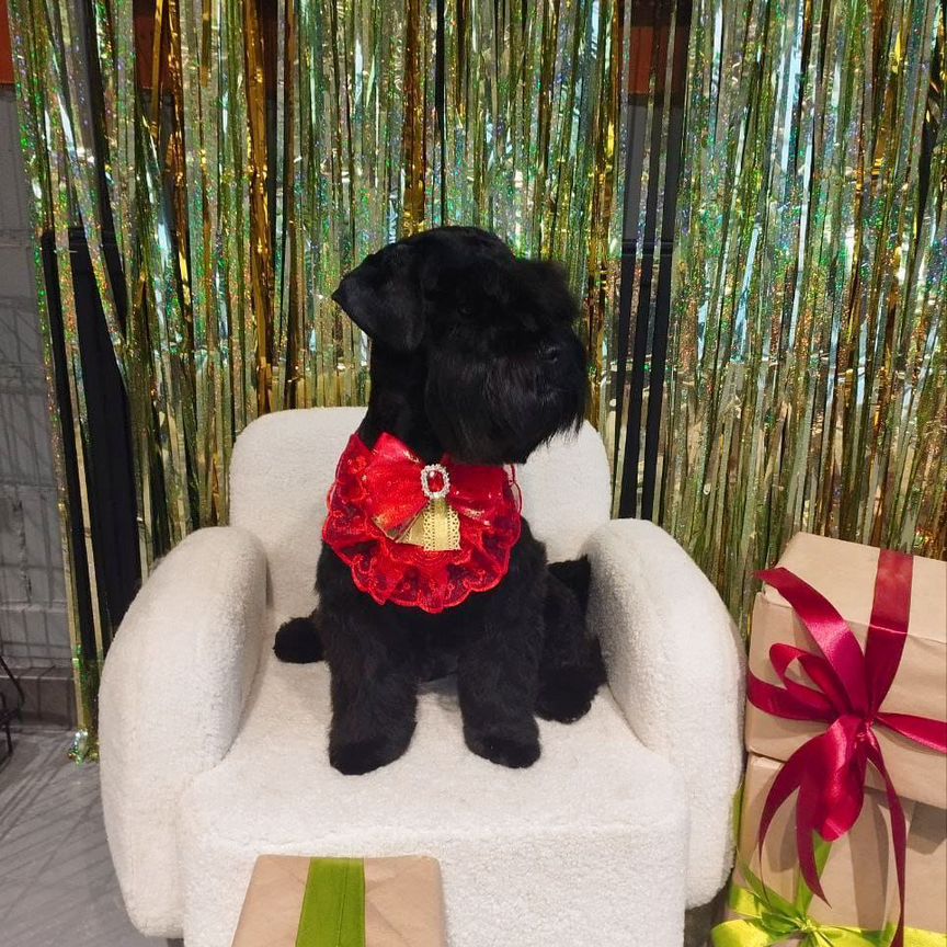 Болонка вязка