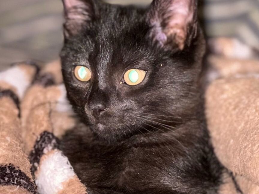 Котенок-демон бесплатно