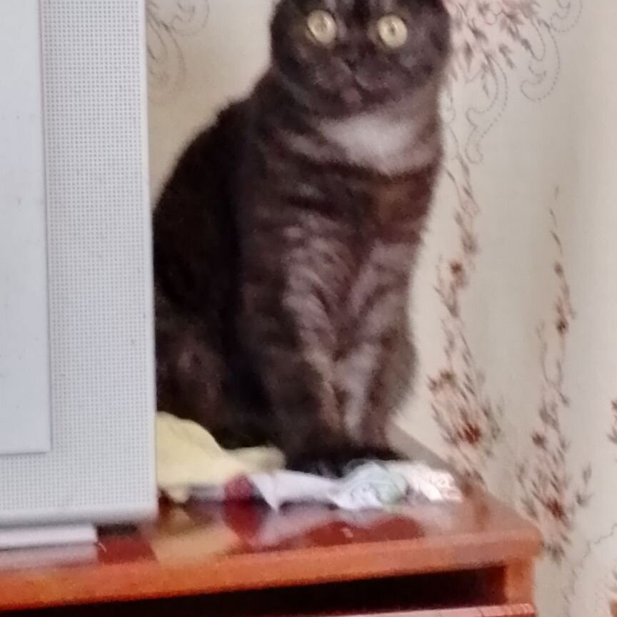 Маленькие шотландцы