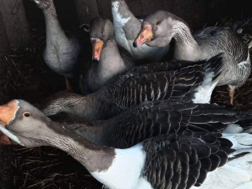 Гусь помесь холмогора. В продаже только гусаки