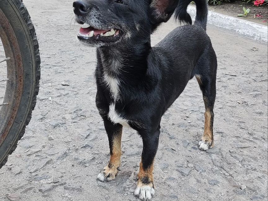 Собака маленькая щенок в добрые руки