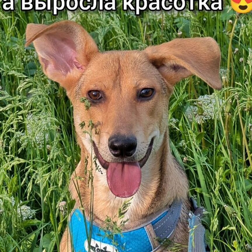 Щенок в добрые руки
