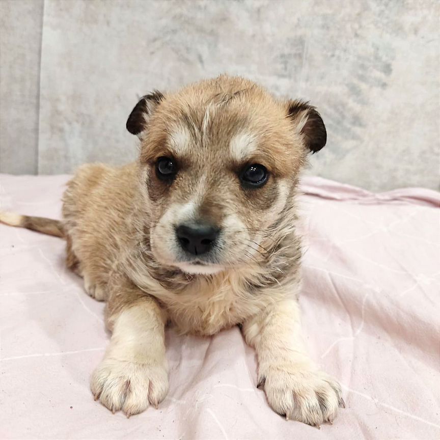 Симпатичный щенок