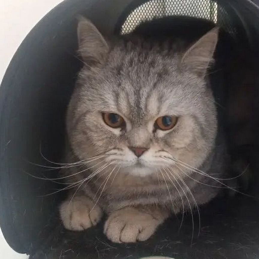 Британский короткошёрстный кот, вязка