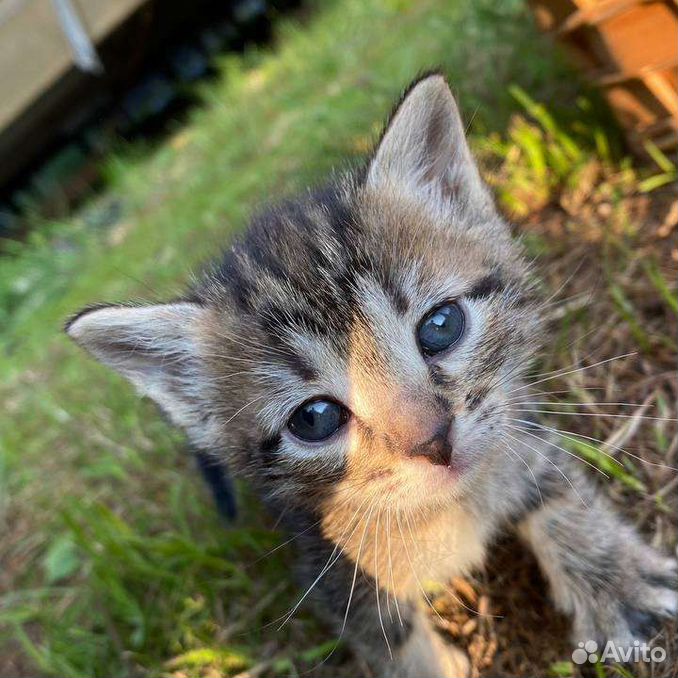 Котенок сибирский табби