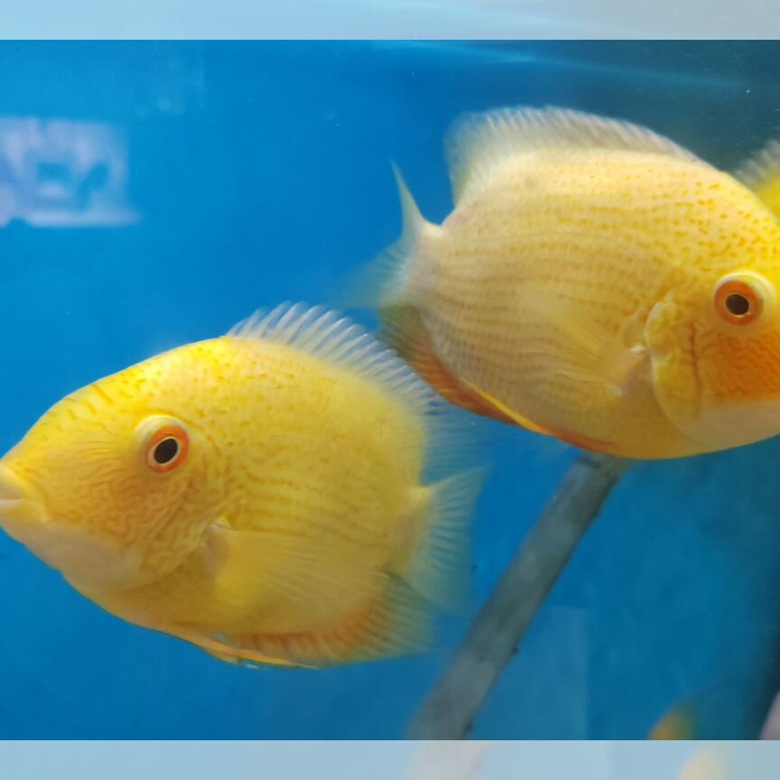 Продам попугаев и северум