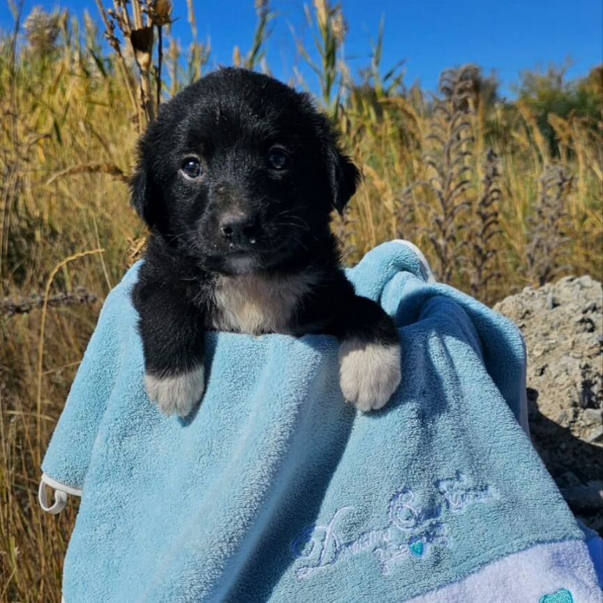 Плутоша ждет родителей