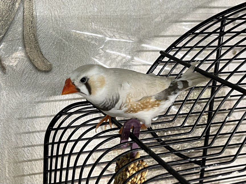 Зебровые амадины