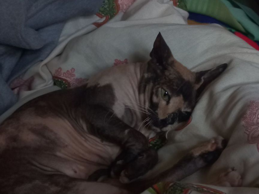 Канадский сфинкс кошка