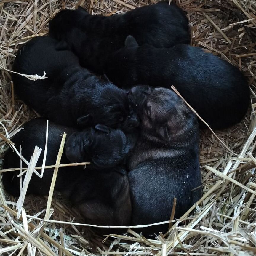 Щенок в добрые руки