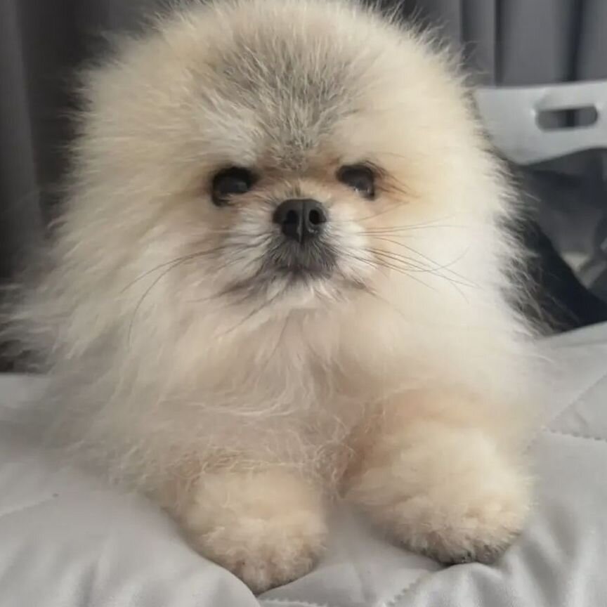 Померанский шпиц, взрослый пёс