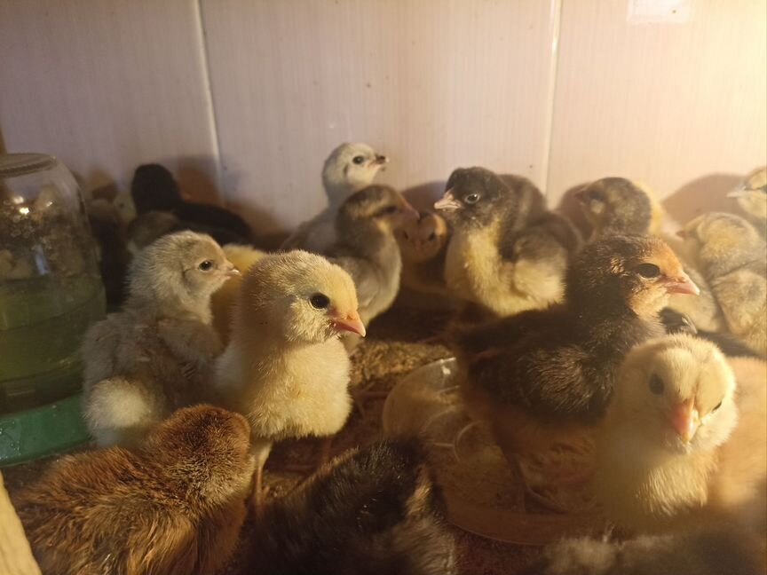 Цыплята Амераукана и Фавероль