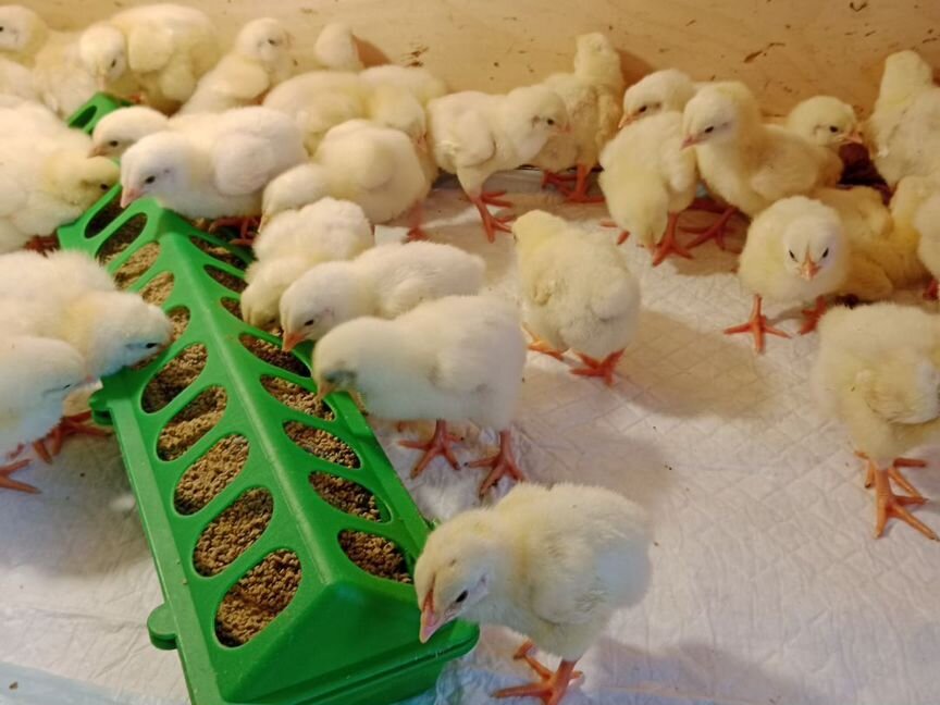 Цыплята бройлеры кобб 500