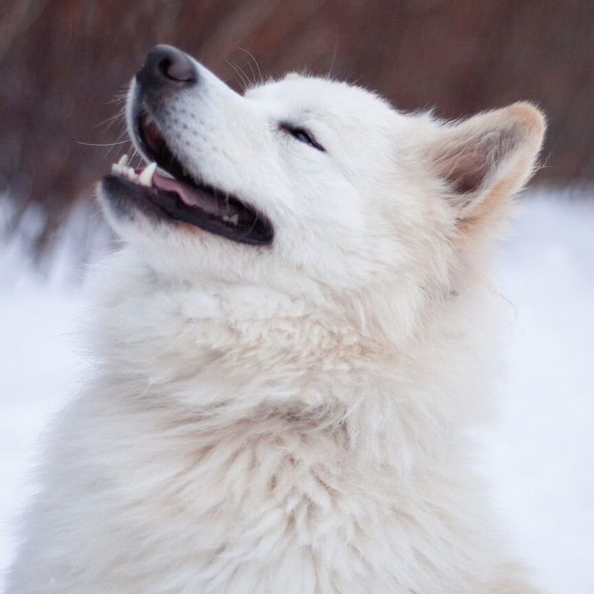 Собака Пунш в поисках дома