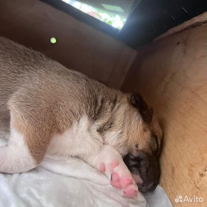 Сиротки без мамы, 1 месяц