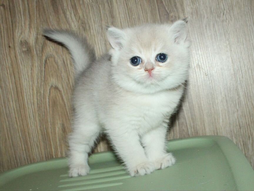 Котик - голубое золото