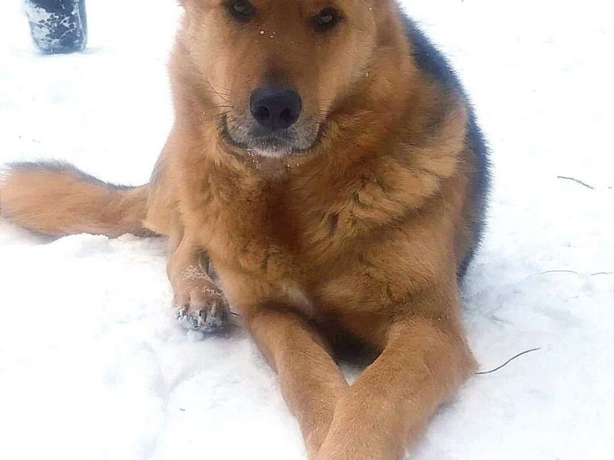 Собака в добрые руки