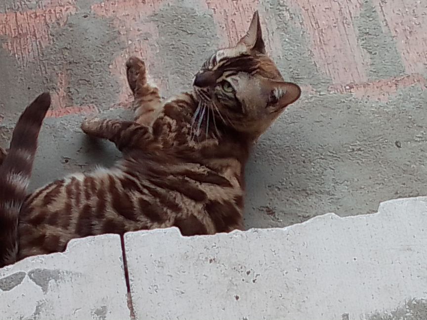 Бенгальская кошечка