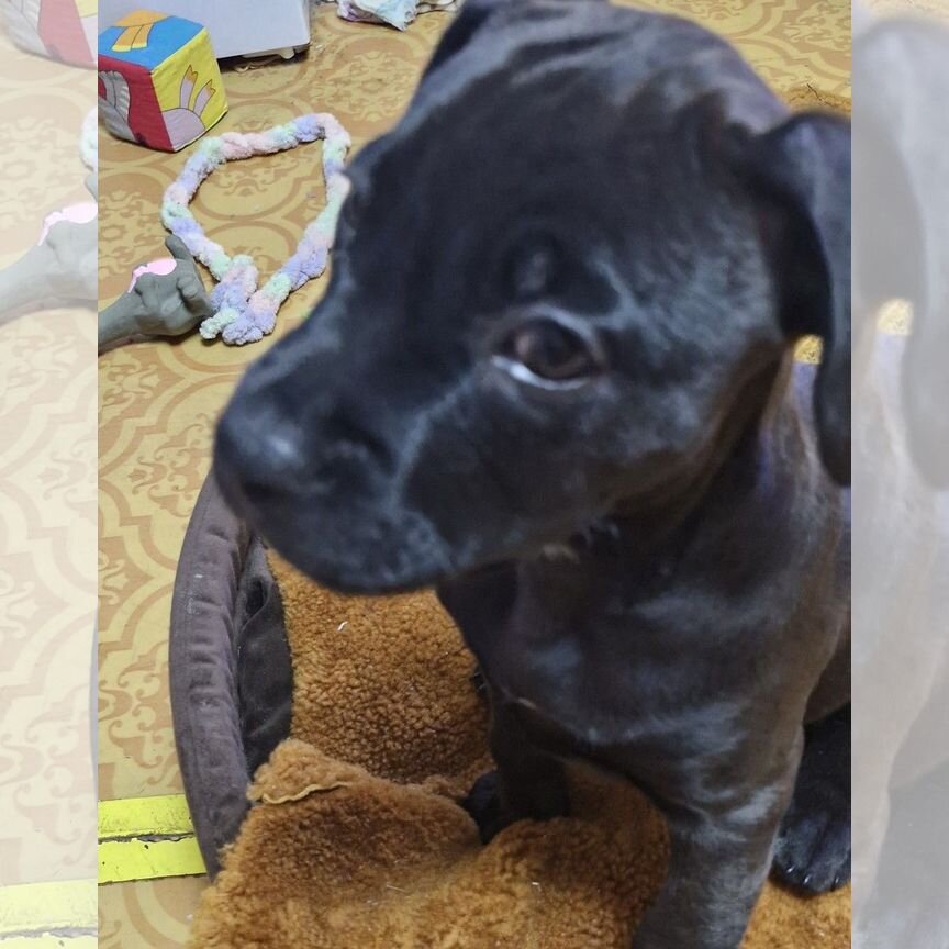 Шенка питбуля