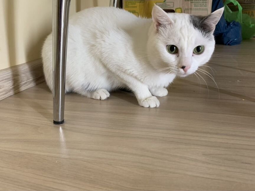 Котик бесплатно