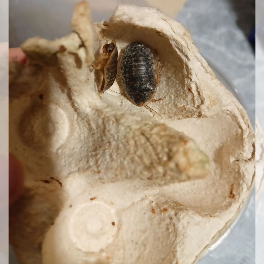 Тараканы для рептилий, 6 шт