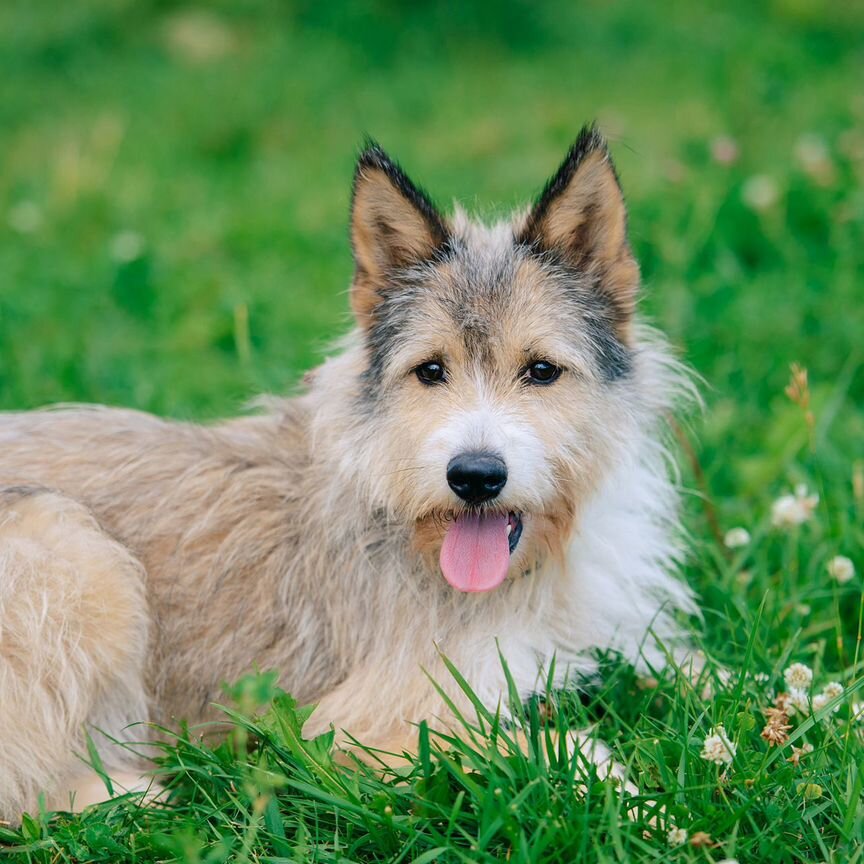 Собака Лиза в добрые руки