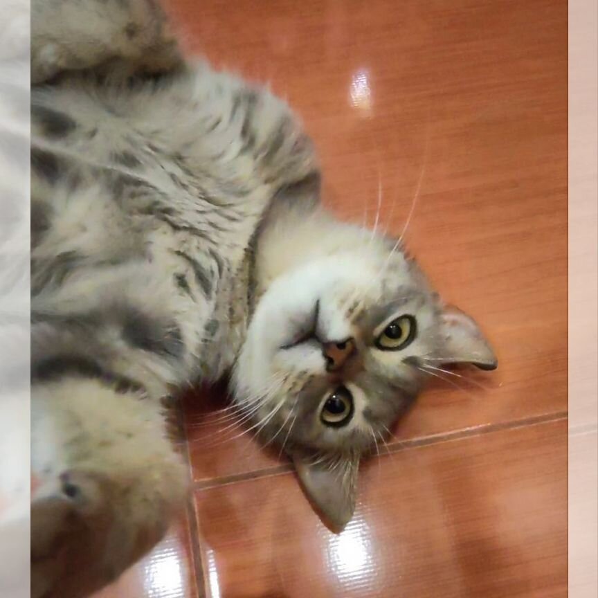 Котёнок в добрые руки