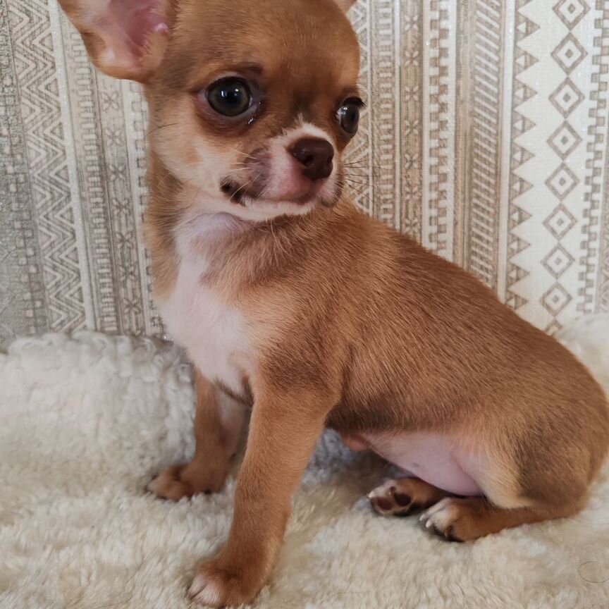 Мальчик, шоколадный соболь, РКФ