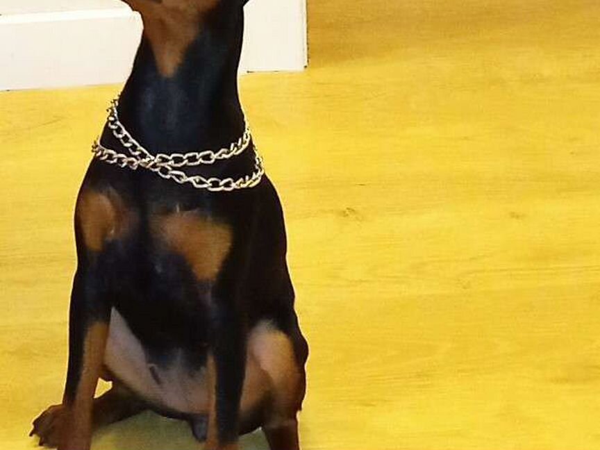 Цвергпинчер