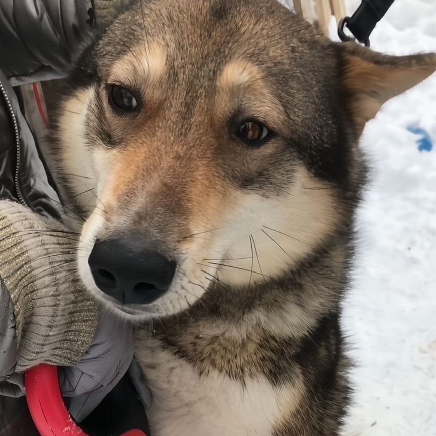 Сиба-ину, взрослая собака