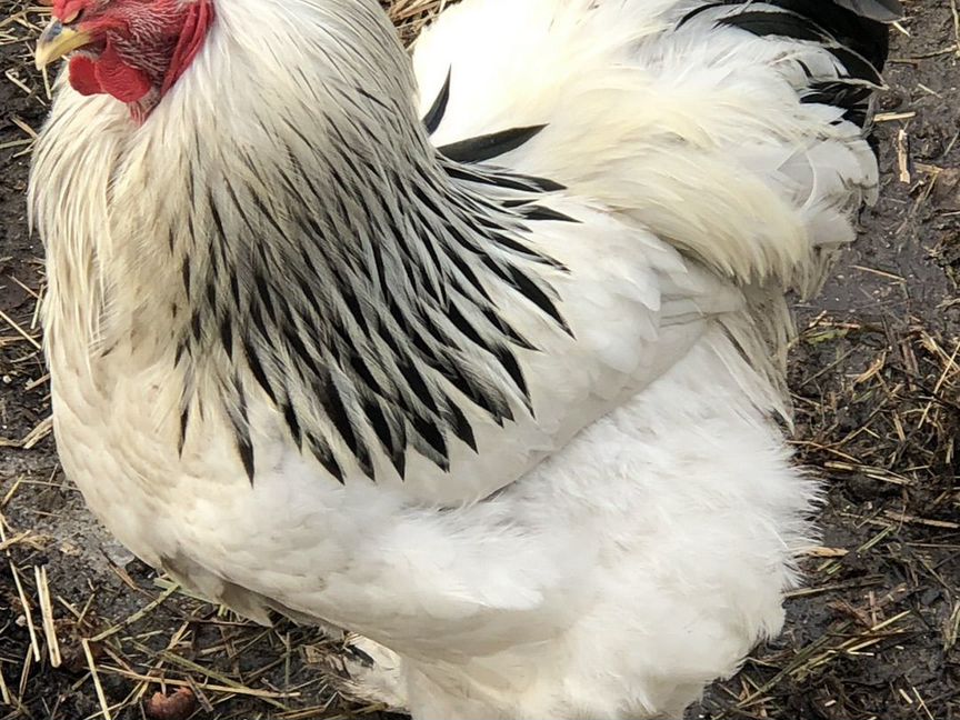 Петух брама,Кучинская,микс,шелковая семья