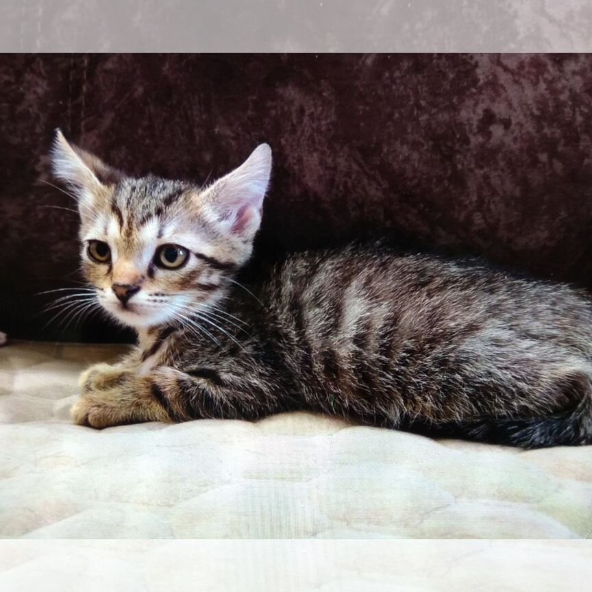 Котята тигровые