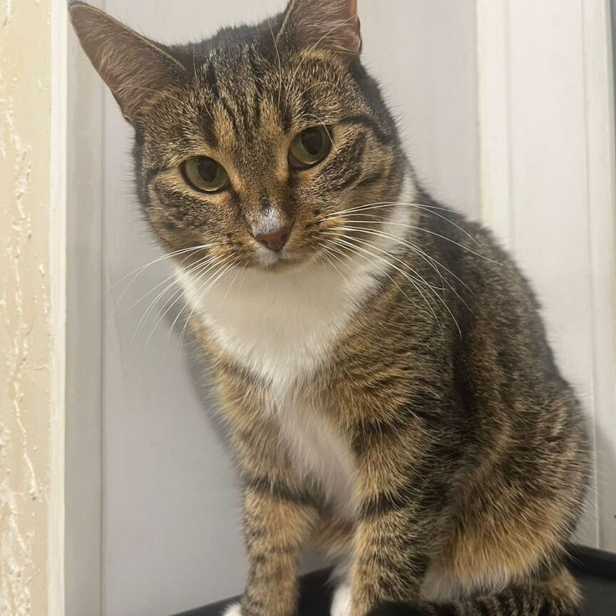 Нужен дом молоденький кошечке