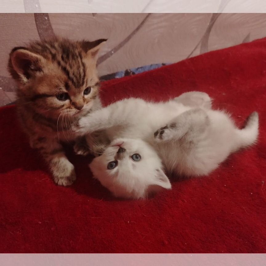 Шотландский прямоухий короткошёрстный котёнок