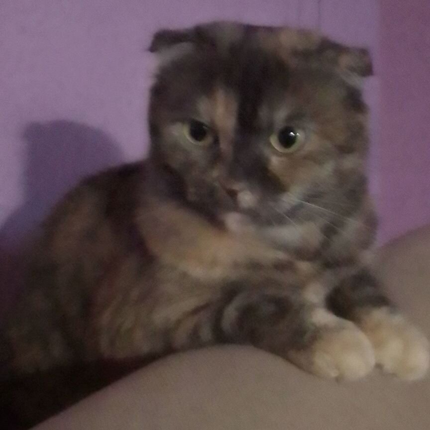 Шотландская вислоухая кошка бесплатно