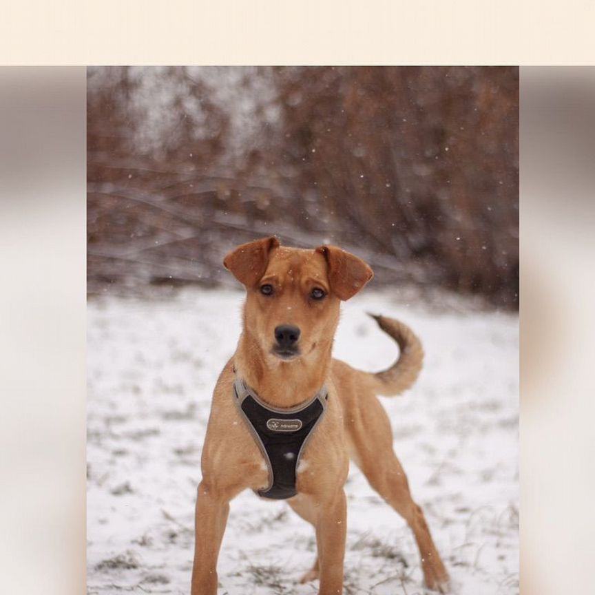 Собачка в добрые руки